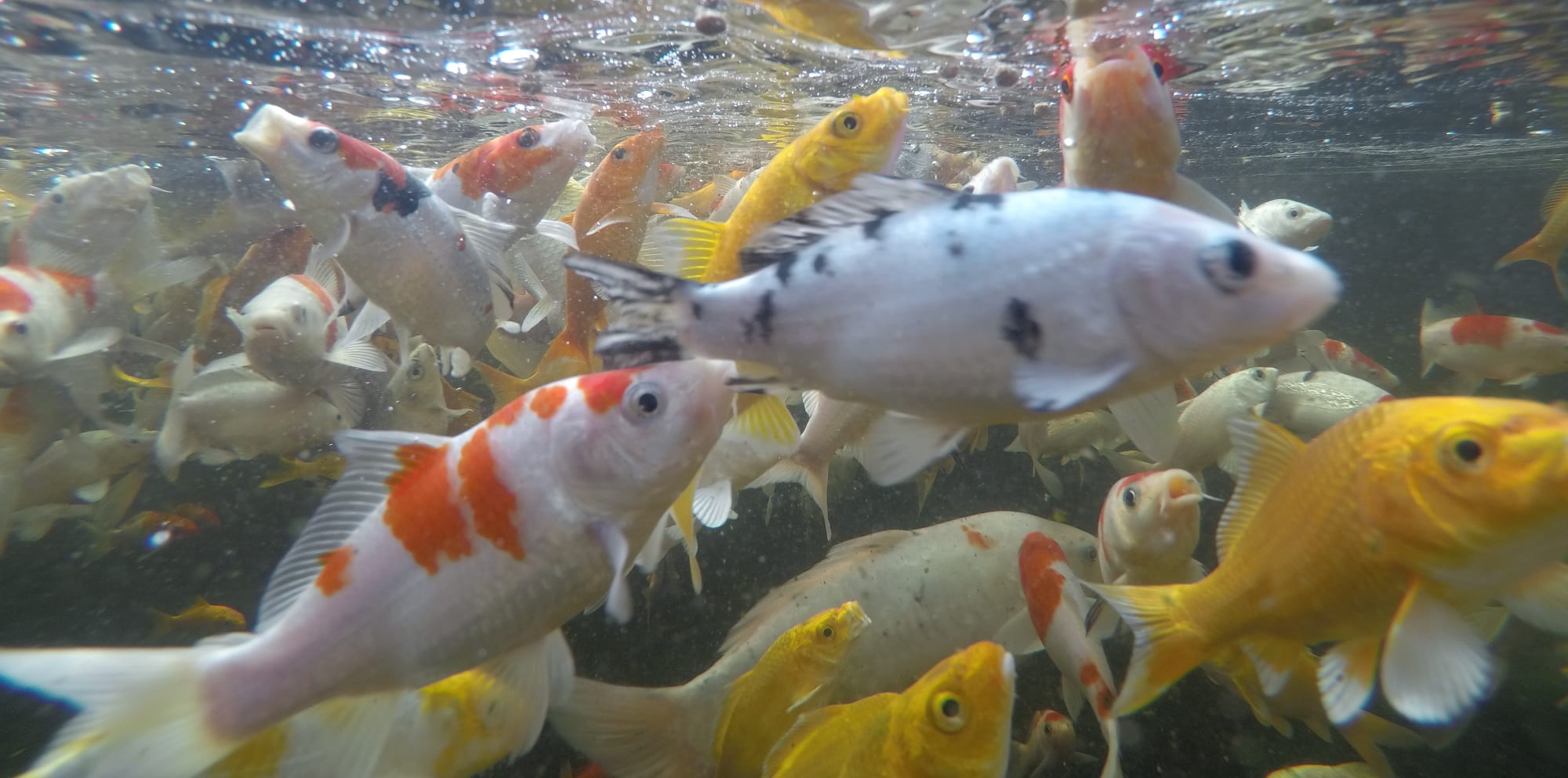 Goldfish | Dietter's Water Gardens