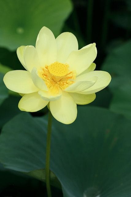 yellow-lotus | Dietter's Water Gardens